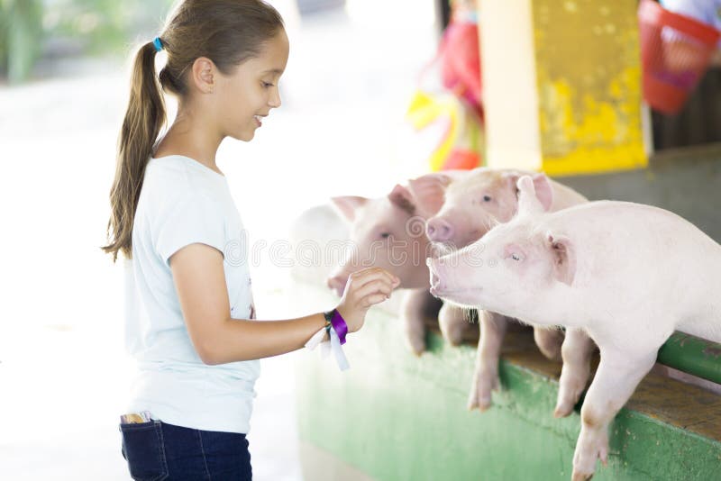 The Girl is Playing with Red Newborn Pigs of the Duroc Breed. the ...