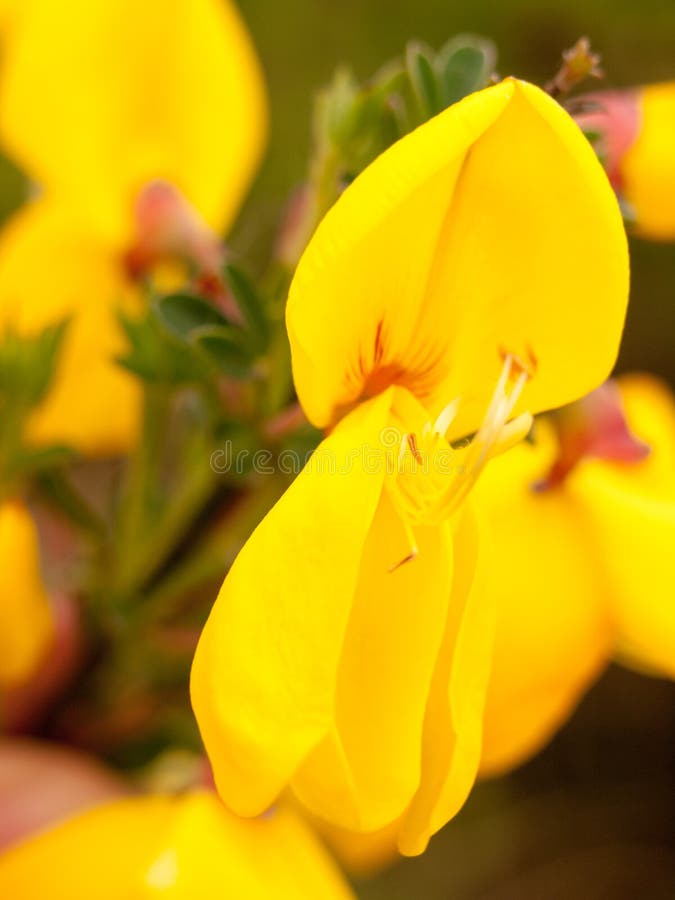 Lovely Gorse Open Flower Head Macro Up Close Stock Image - Image of ...