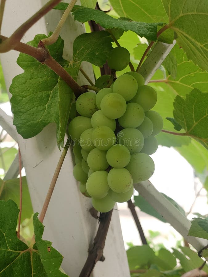 Lovely Grapes Hanging on the Terrace Garden Stock Photo - Image of crop ...