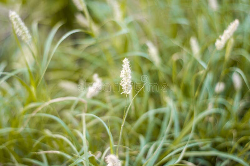 Lovely Grass with Amazing Colors Stock Photo - Image of flower ...