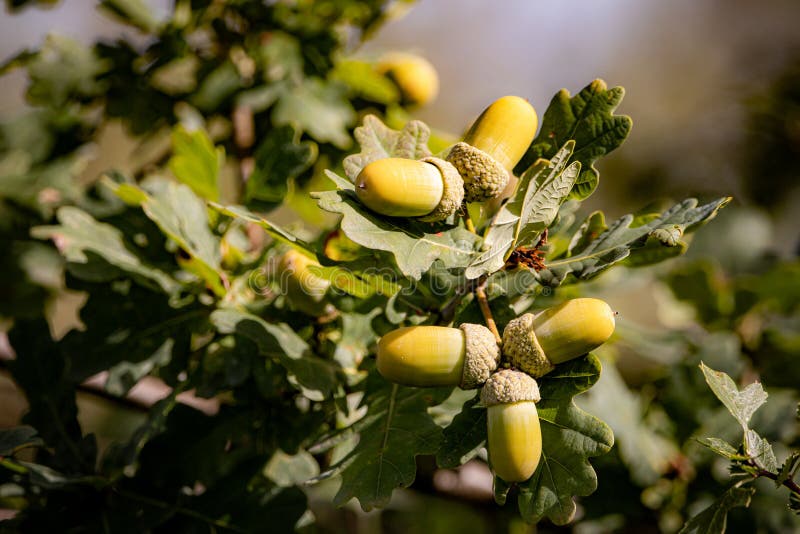 Lovely Green Acorns on an Oak Tree Stock Image - Image of growth, fresh ...