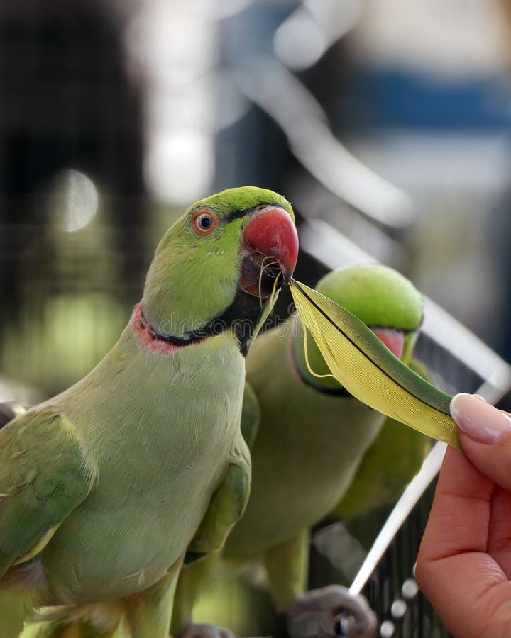 Lovely Green Ringneck Parrot or Parakeet in Close Up Stock Image ...