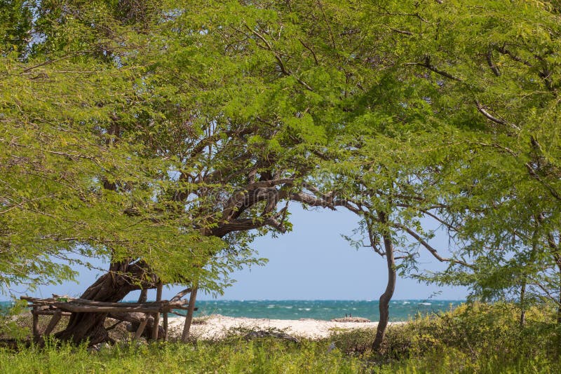 Lovely Green Trees at the Beach at Jackson Bay Stock Photo - Image of ...