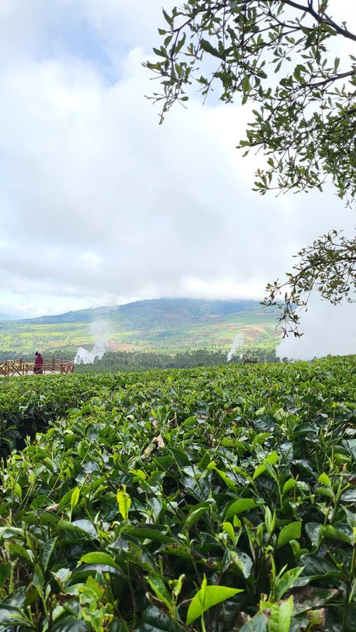 Lovely Greenfield in West Java Indonesia Editorial Stock Image - Image ...