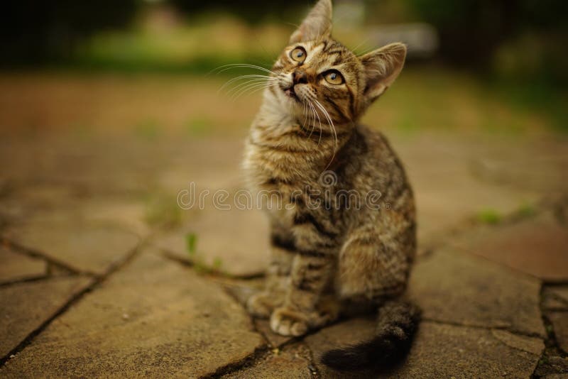 Lovely Grey Tabby Kitten Sitting in a Summer Yard Stock Photo - Image ... Lovely Grey Tabby Kitten Sitting in a Summer Yard Stock Photo - Image ...