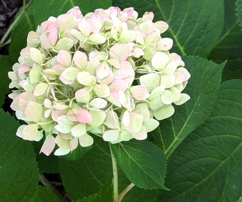 Lovely hydrangea stock photo. Image of lime, herb, hydrangea - 291255336