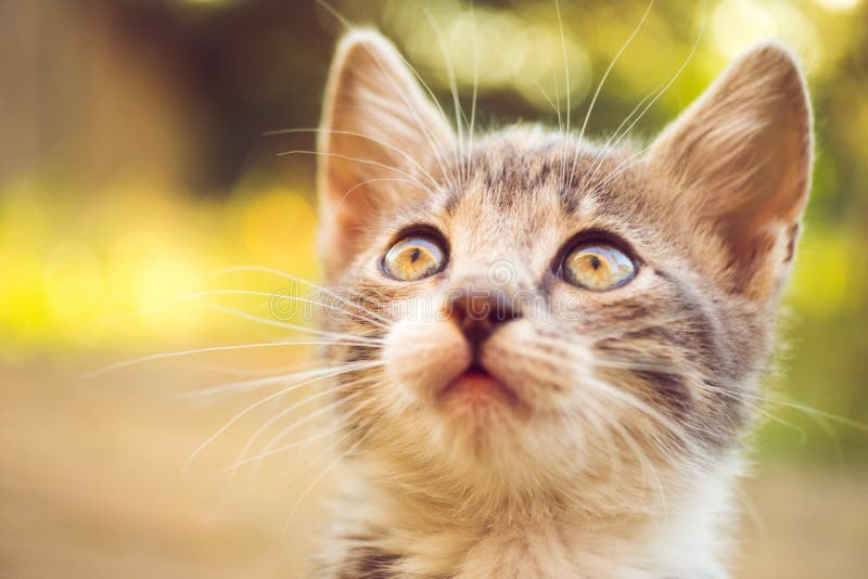 Lovely Kitten Looking Up. Portrait of a Cute Cat Stock Photo - Image of ...