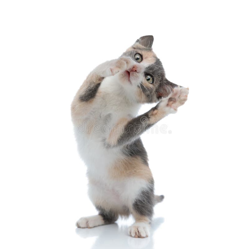 Clumsy Cat Playing Near the Train Stock Photo - Image of white, cute ...