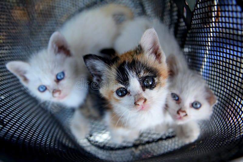 Lovely kittens stock image. Image of looking, animal - 45309405