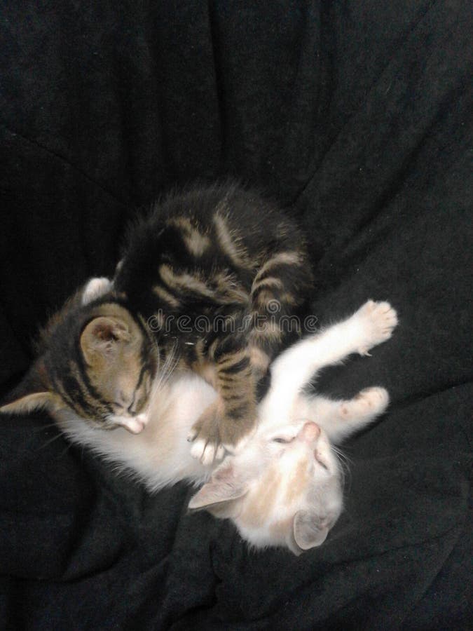 Lovely Kittens stock image. Image of month, kittens - 137085193
