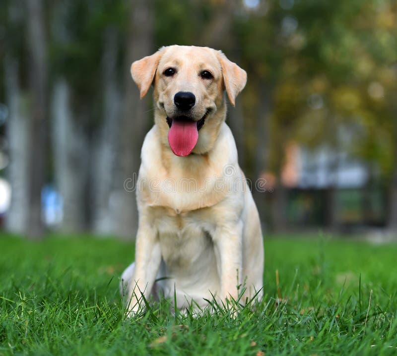 A Lovely Labrador Retriever in a Green Field Stock Image - Image of ...