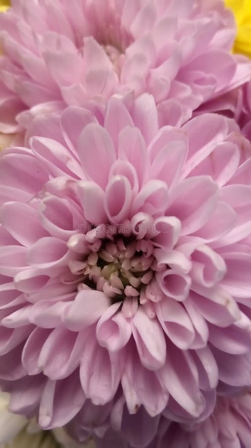 Lovely Lavender Lady stock photo. Image of pink, flower - 273078686