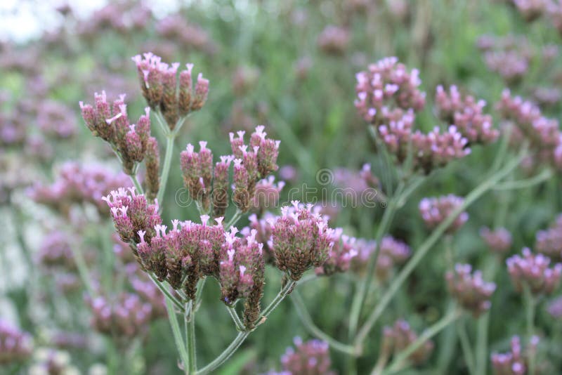 Lovely Lavender Patch Stock Photos - Free & Royalty-Free Stock Photos ...