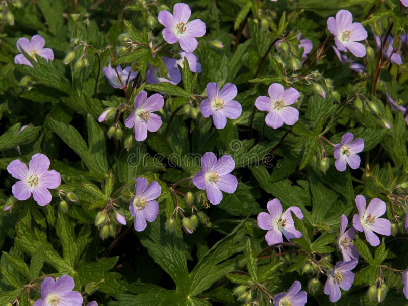 Lovely Lavender Wild Geranium Flowers Stock Image - Image of perennial ...
