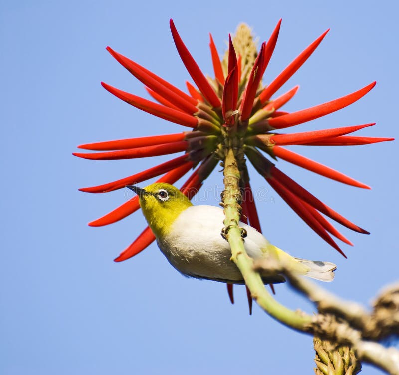 Lovely Little Bird and Red Flowers. Stock Image - Image of flying ...