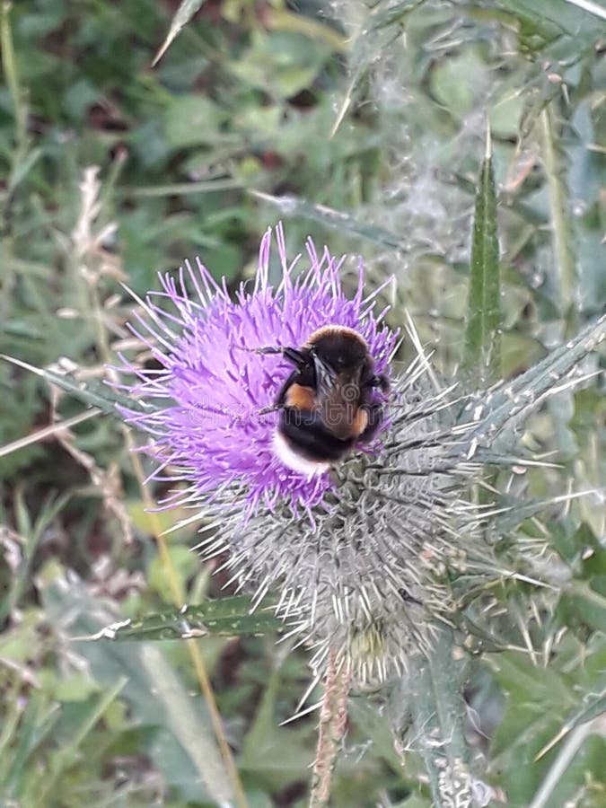 Busy Bumble Bee stock image. Image of summer, queenbee - 94371795
