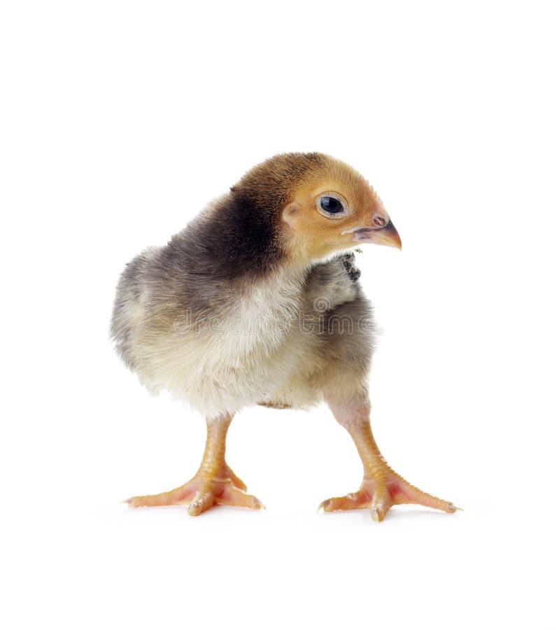 Easter chick stock photo. Image of baby, chickens, born - 1774002