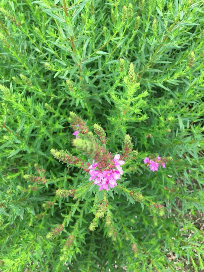 Lovely little flower stock photo. Image of little, lovely - 96802780