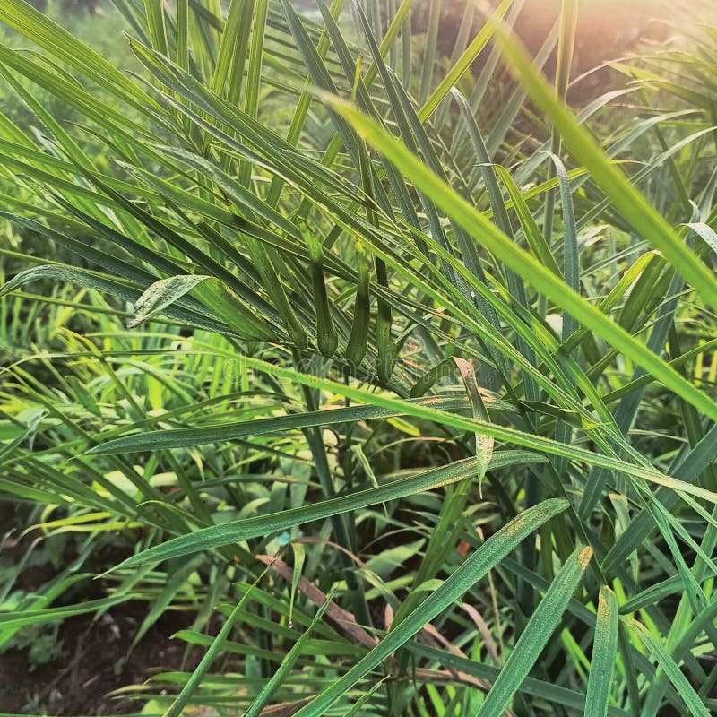 Lovely little palm tree stock image. Image of produce - 251990569