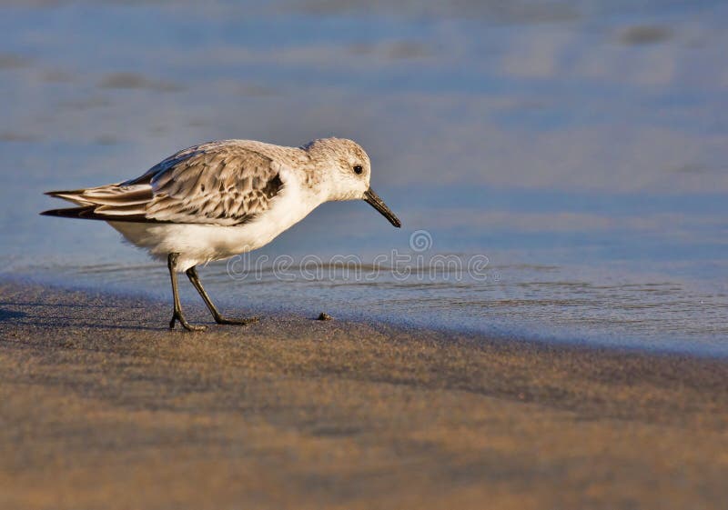 Lovely little Sandpiper stock image. Image of avian, sandpiper - 23200371