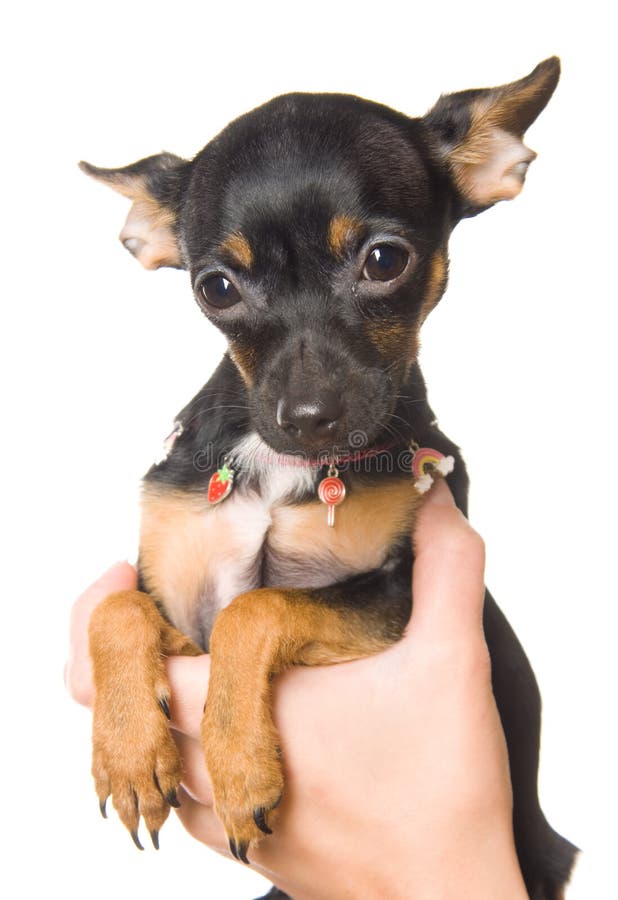 Lovely little toy-terrier stock image. Image of domestic - 8996985