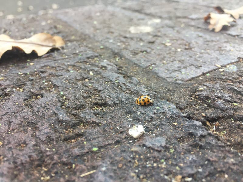 Lovely but Lonely Ladybug stock photo. Image of lonely - 188003808