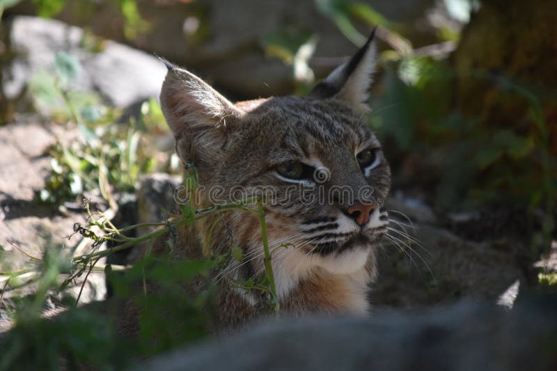 Lovely Look into the Face of a Bobcat Stock Image - Image of mammal ...