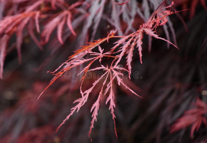 Lovely Look at the Leaves of a Japanese Maple Tree Stock Photo - Image ...
