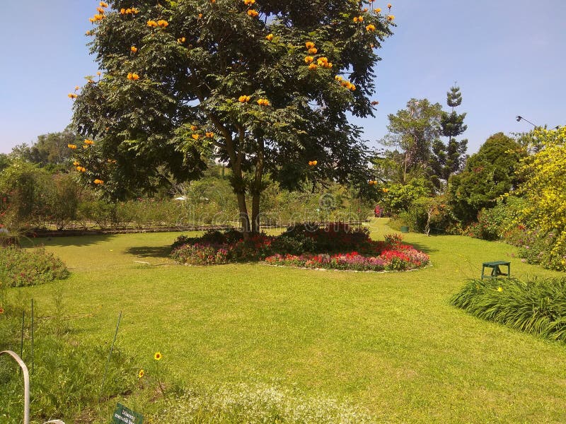 Lovely Looking Flowers and Trees Stock Image - Image of meadow ...