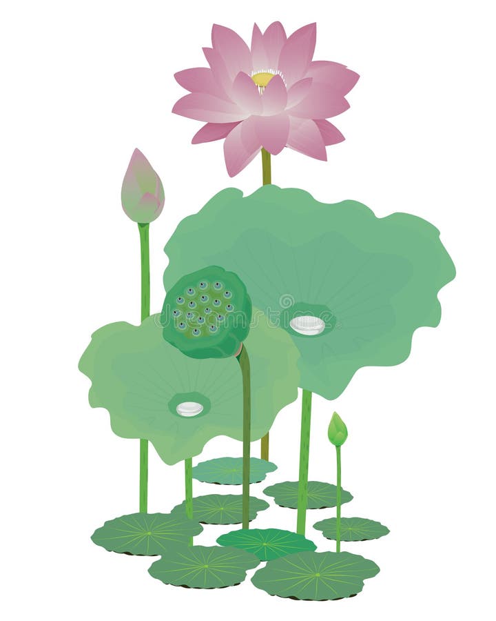 Lovely lotus plant stock vector. Illustration of vector - 95543533