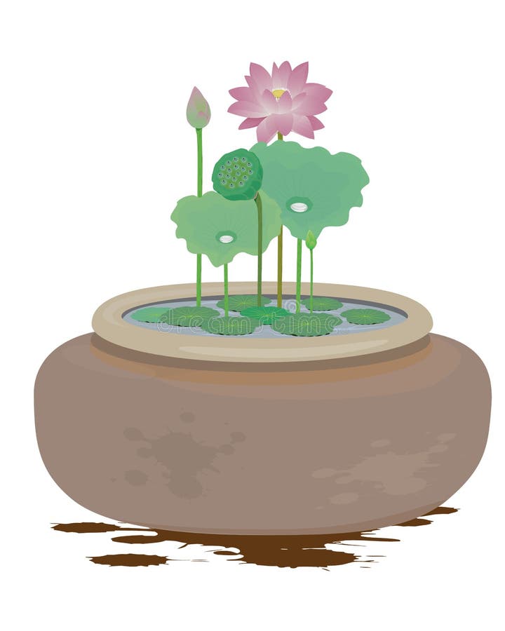 Lovely lotus plant stock vector. Illustration of flowerpot - 95543535