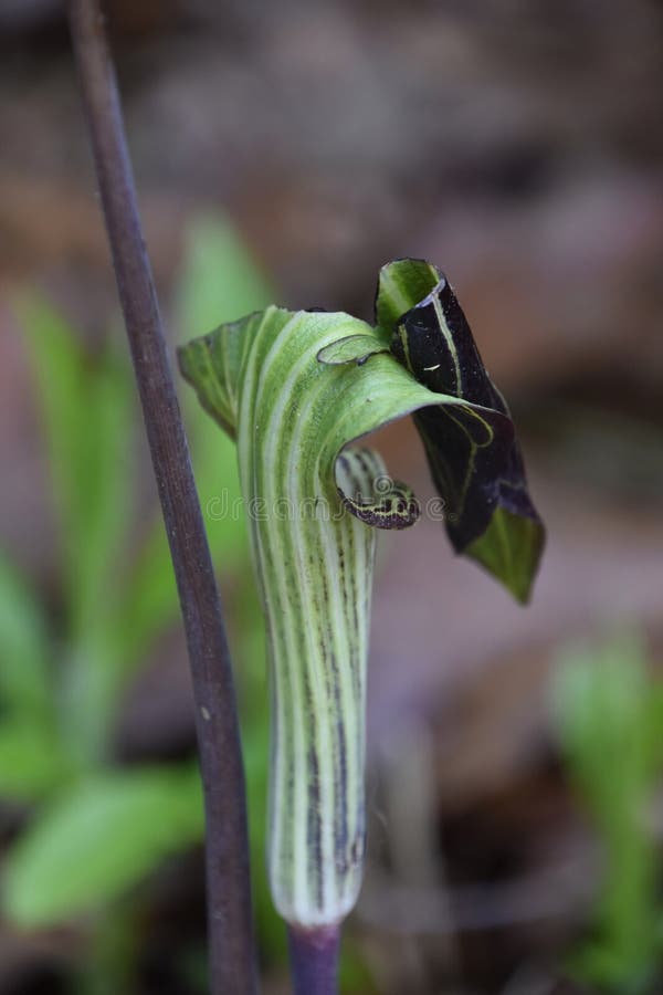 Lovely Macro of a Jack in the Pulpit Blossom Stock Photo - Image of ...