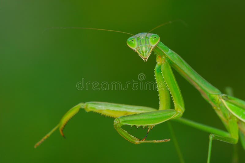 Lovely mantis model stock photo. Image of education, woods - 5224242