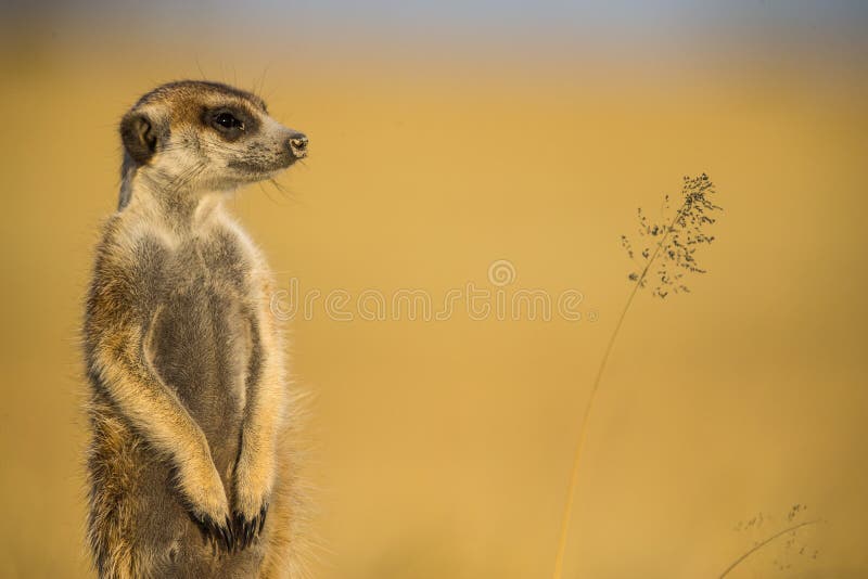 Gweta Meerkat stock photo. Image of pose, wildlife, botswana - 106088676