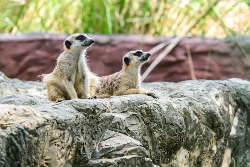 Lovely meerkat surikate stock image. Image of desert - 62714295