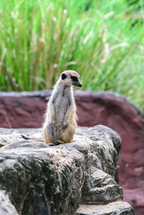 Lovely meerkat surikate stock photo. Image of nature - 62714316
