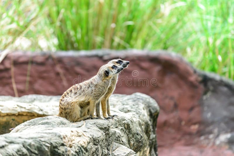 Lovely meerkat surikate stock photo. Image of outdoors - 62772468