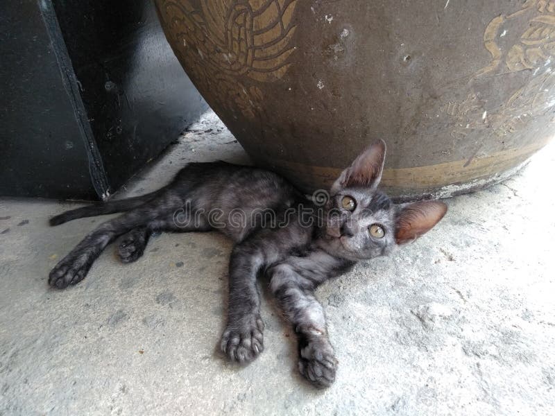Lovely mini cats stock photo. Image of rodent, wildcat - 181589180