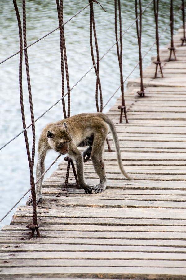 Monkey is Walking on the Suspension Bridge Stock Photo - Image of ...