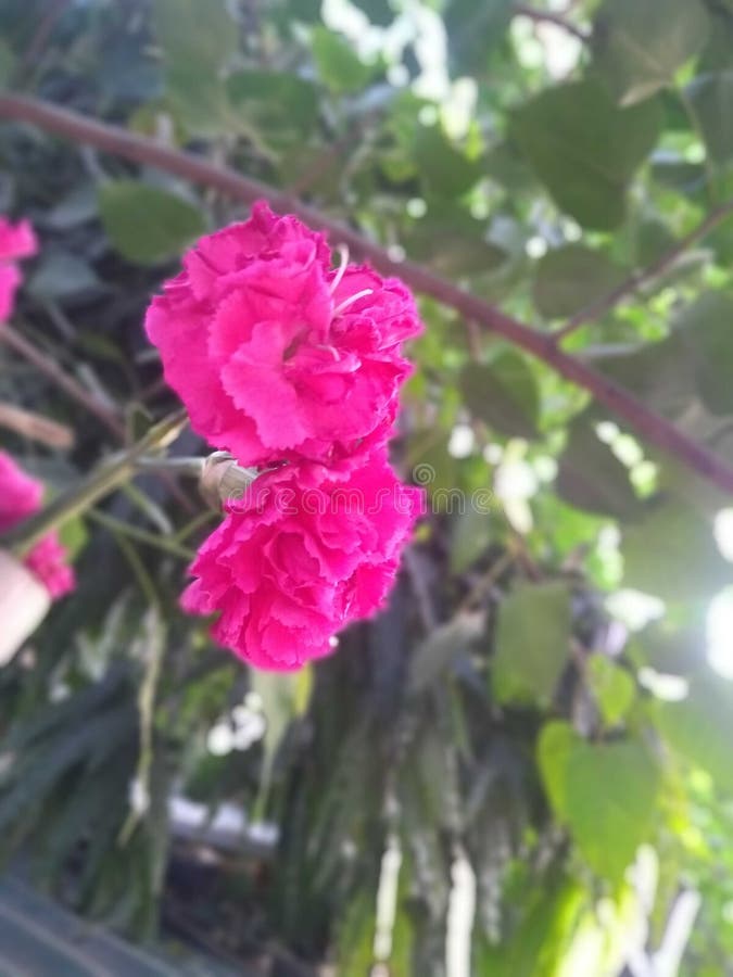 Lovely Nature Pink Flowers with Nature Mobile Camera Shots Stock Photo ...