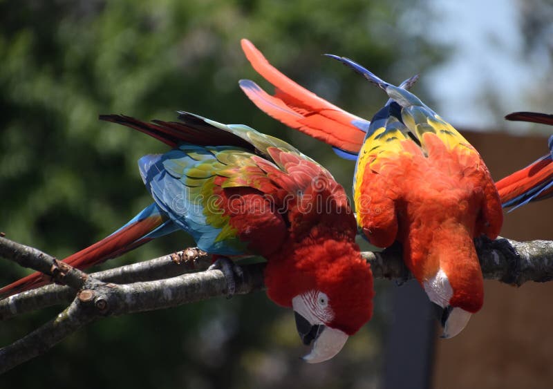 Lovely Pair of Colorful Red Macaw Parrots Stock Photo - Image of ...