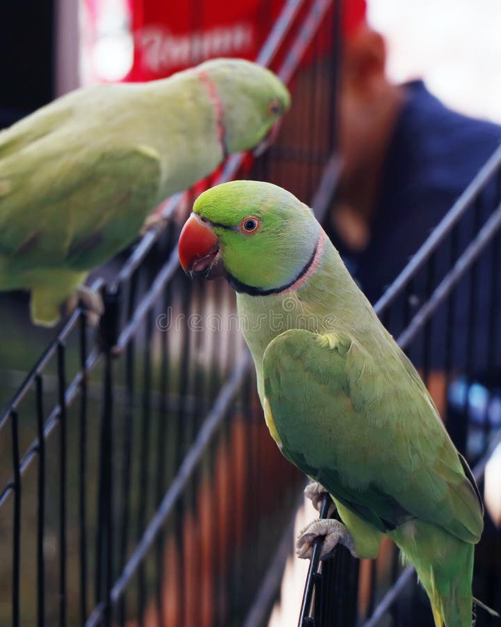 Lovely Pair of Green Ringneck Parrot or Parakeet in Close Up Stock ...