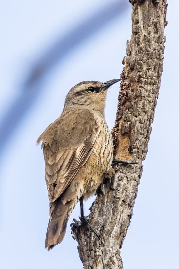 Brown Treecreeper in South Australia Stock Photo - Image of striated ...