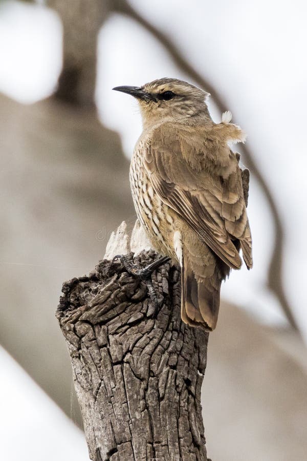 Brown Treecreeper in South Australia Stock Photo - Image of striated ...