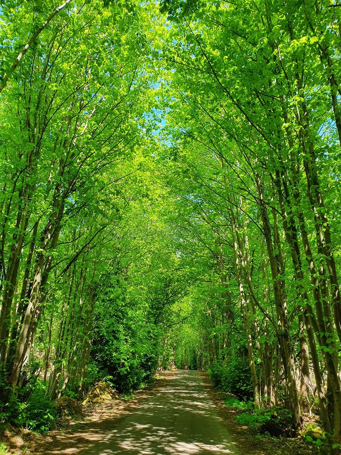 Lovely Path and Trees on Sides in Jungle Stock Image - Image of grass ...