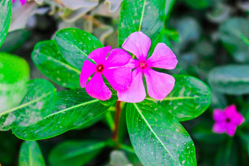 Lovely Perwinkle Plant Flowers Stock Photo - Image of bloom, climate ...