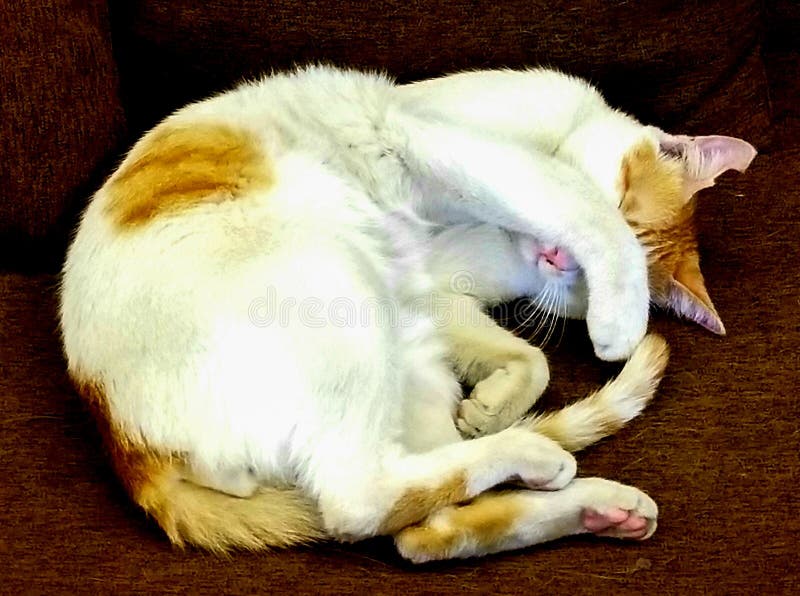 Cute and Good-looking Kitten Pets Stock Photo - Image of kitty, petsnn ...