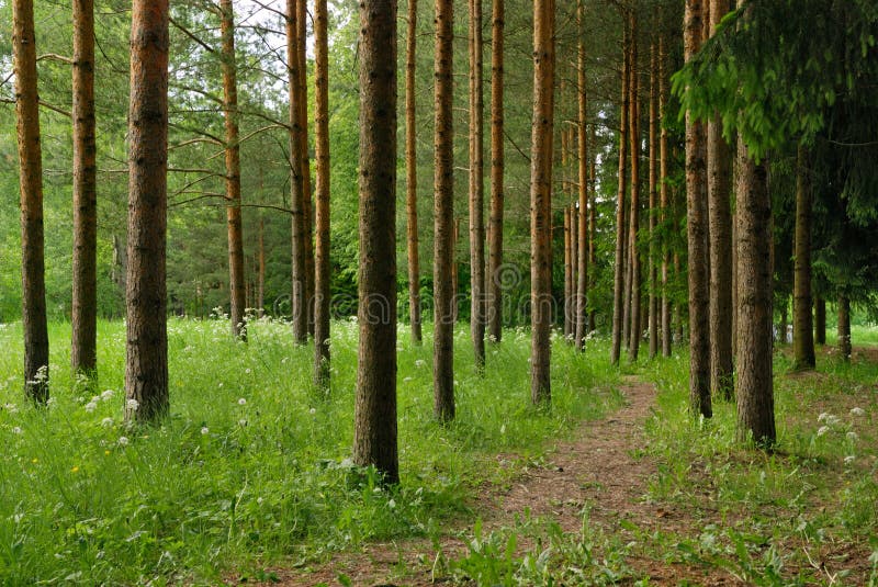 Lovely Pine Trees with Path Stock Image - Image of evergreen, nature ...