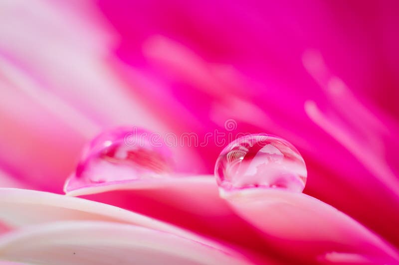 Lovely Pink Daisy Colors in Water Drops Stock Photo - Image of macro ...