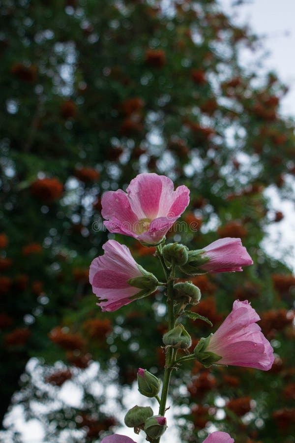 Lovely pink mallow flowers stock image. Image of flowers - 203674993